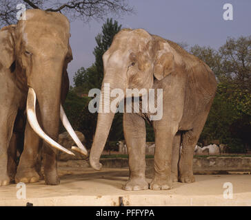 Asian (Indian) Elephant Bull (captive - working) on , Koh (Ko) Lanta ...