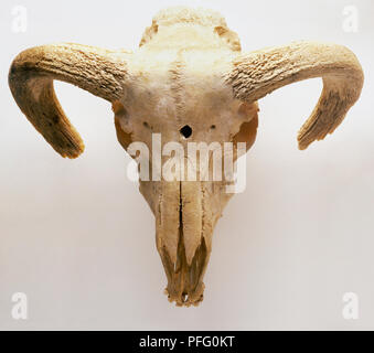 . Anatomy of the cat. Cats; Mammals. THE SKULL 53 mandible. This fossa ...