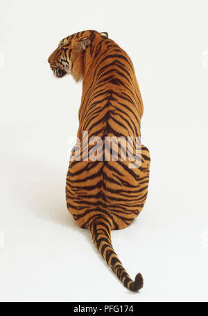 Rear view of a tiger's head looking backwards, big cat, isolated on ...