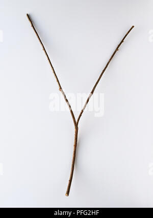 Y-shaped divining twig Stock Photo - Alamy