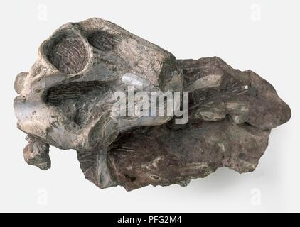 lystrosaurus Stock Photo: 211332751 - Alamy