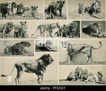 This work describes the animals housed in the Royal Zoological Society ...