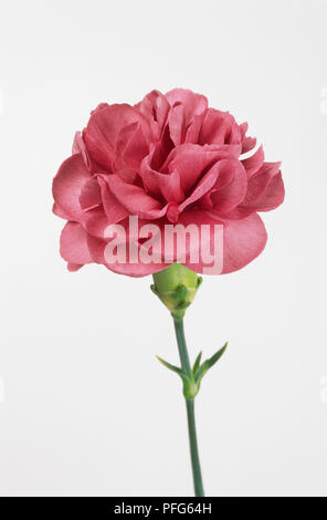 Carnation clove pink flower (Dianthus caryophyllus) with messy petals ...