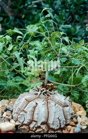 Elephants foot yam Dioscorea elephantipes growing in Princess of Wales ...