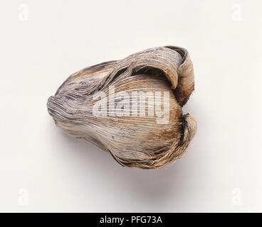 close-up of dried coconut husk or coir, commercially important natural ...
