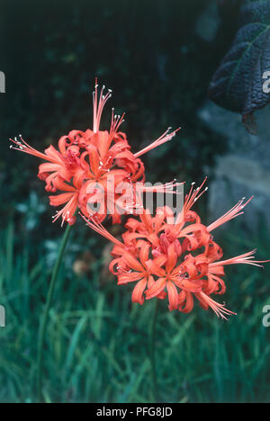 CLOSE-UP OF TWO RED NERINE (OR GUERNSEY LILY) FLOWERS (NERINE ...