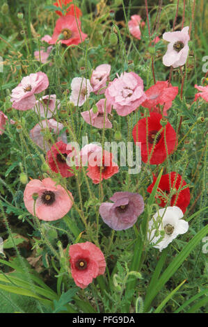 Different coloured poppies Stock Photo - Alamy
