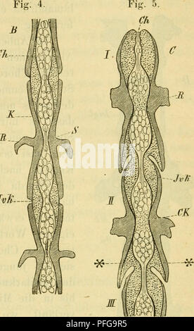 This study explores the comparative anatomy of the skull of urodeles ...