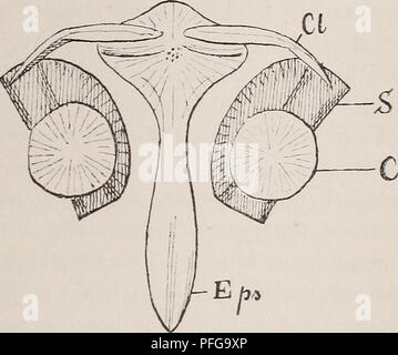 This work examines the limb skeletons of vertebrates, focusing on the ...