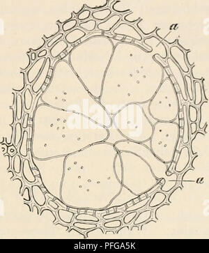 This guide to microscopic botany offers instructions for studying plant ...