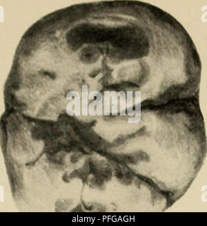 This work compares the dental anatomy of humans and anthropomorphic ...