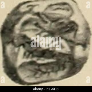 This work examines the teeth of humans and anthropomorphic species ...
