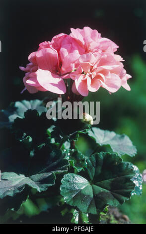 Timothy M. Salmon (1 Stock Photo - Alamy