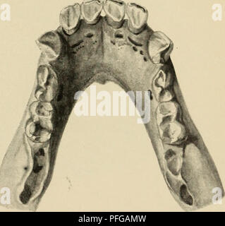 This comparative anatomical study examines the teeth of humans and ...