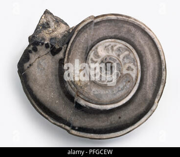 Fossil Sea snail (marine gastropod) - Turritella terebra - Miocene ...