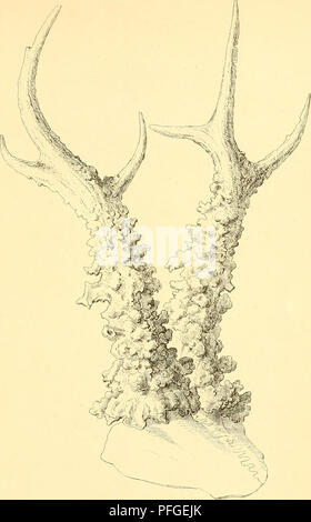 This monograph on roe deer (Das Reh) by Raoul Dombrowski explores the ...