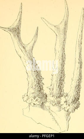 This monograph provides a detailed study of the roe deer, examining its ...