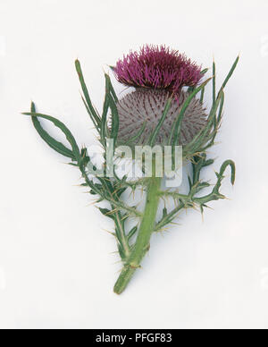 Woolly thistle (Cirsium eriophorum) single flower with purple disc ...