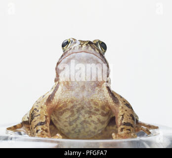 . The anatomy of the frog. Frogs -- Anatomy; Amphibians -- Anatomy. 84 ...