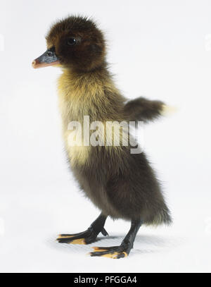 Cute duckling on grey background Stock Photo - Alamy