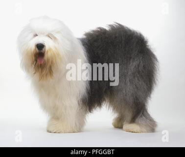 Old English Sheepdog (Canis familiaris) with trimmed coat Stock Photo ...