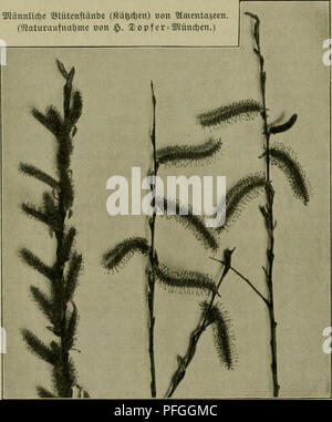 This work explores the life cycle and distribution of plants, focusing ...