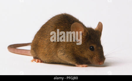 Small brown Mouse (Mus sp.), side view Stock Photo - Alamy