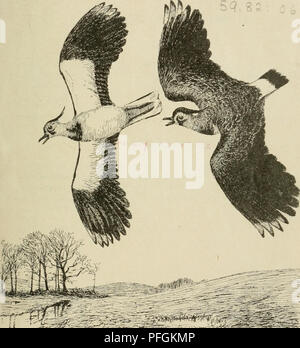 This ornithological periodical, published by the Danish Ornithological ...
