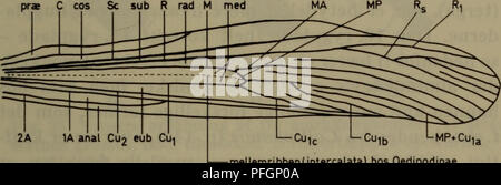 This illustration from 'Danmarks Fauna' depicts the species Spisula ...