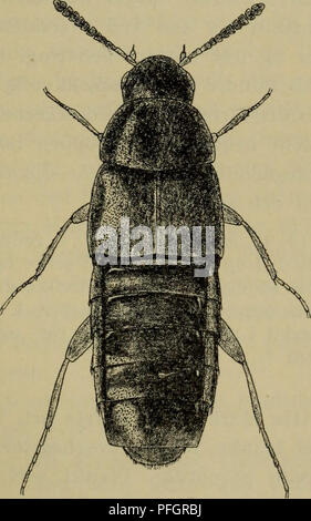 This illustration from the Danish Fauna guide depicts various animal ...
