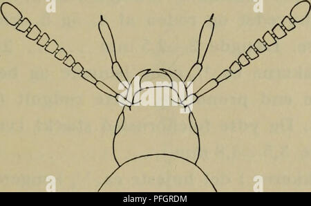 This illustration from 'Danmarks fauna' shows two species of flies ...