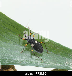 White-spotted assassin bug (Platymeris biguttata) nymph Stock Photo - Alamy