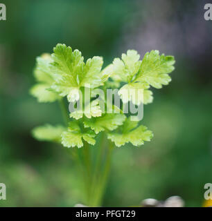 Flat leaved parsley Stock Photo - Alamy