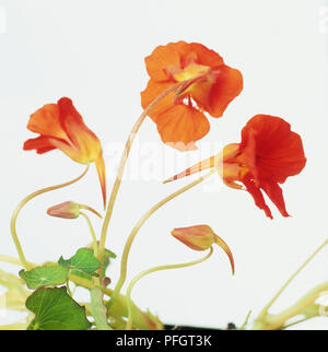 Nasturtium 'Empress of India' (Tropaeolum majus Stock Photo - Alamy