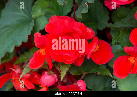 Begonia F1 Super cascade scarlet Stock Photo - Alamy