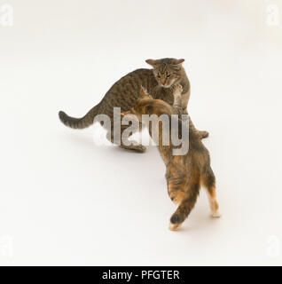 A high-angle shot of a brown tabby cat lying on the floor and looking ...