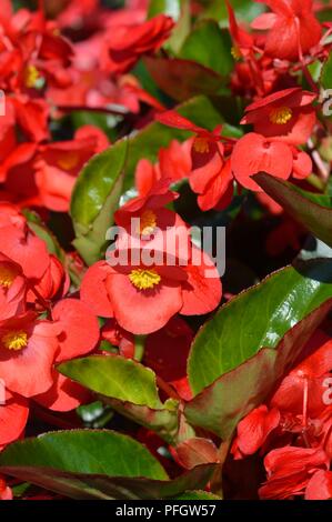 Begonia F1 Whopper Red Green leaf Stock Photo - Alamy