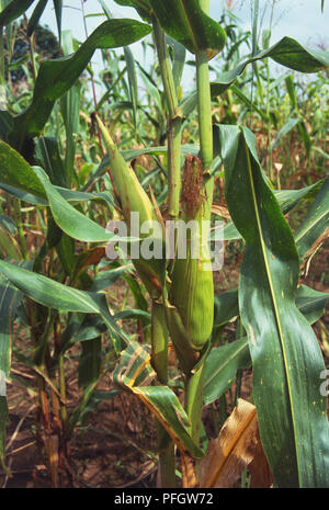corn field, agriculture Stock Photo - Alamy