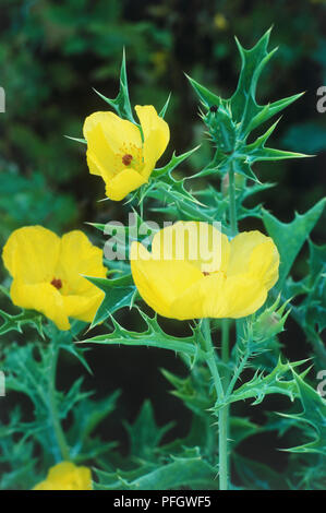 Mexican prickly poppy (Argemone mexicana) Plantae Stock Photo - Alamy