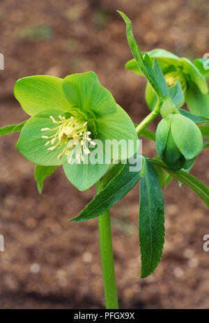 Close-up of Hellebo.rus flower on the pre-Alps of northern Italy Stock ...