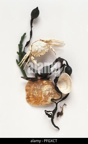 Seaweed and Shells Stock Photo - Alamy