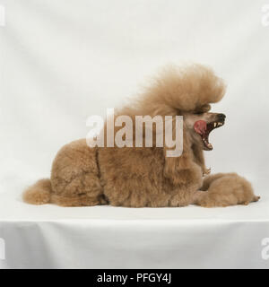 groomed brown poodle lying on round rattan carpet at home Stock Photo ...