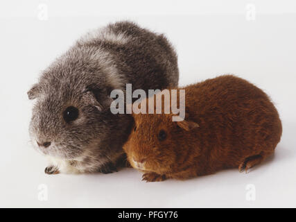 Two Rex Guinea Pigs (Cavia porcellus), one ruby coloured and the other ...