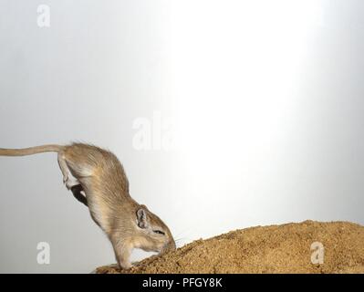 Mongolian Gerbil (Meriones unguiculatus) jumping up from one rock to ...