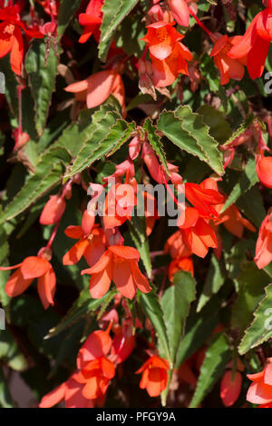 Begonia Starshine 'Orange' Stock Photo - Alamy