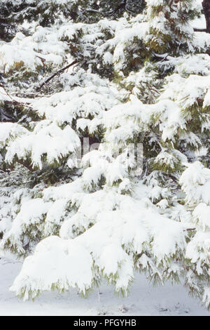Close-up of pine tree branches with green needles and cones against ...