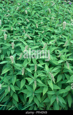 Full-frame view of a lush green Philadelphus shrub covered in white ...