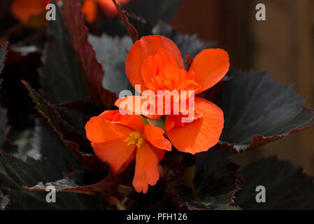 begonia Unstoppable Fire Stock Photo - Alamy