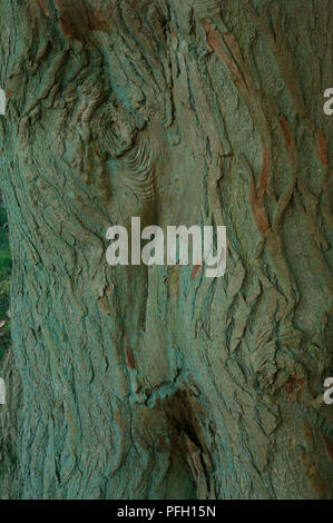 California Nutmeg Tree Torreya californica habit whole tree Stock Photo ...
