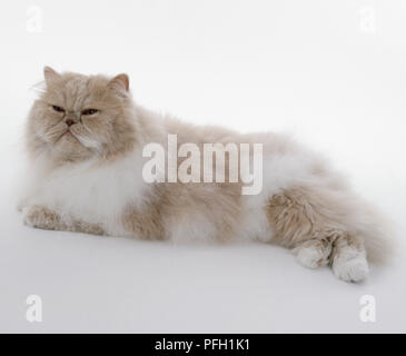 A red white cat lying on the soft sofa near a pillows Stock Photo - Alamy